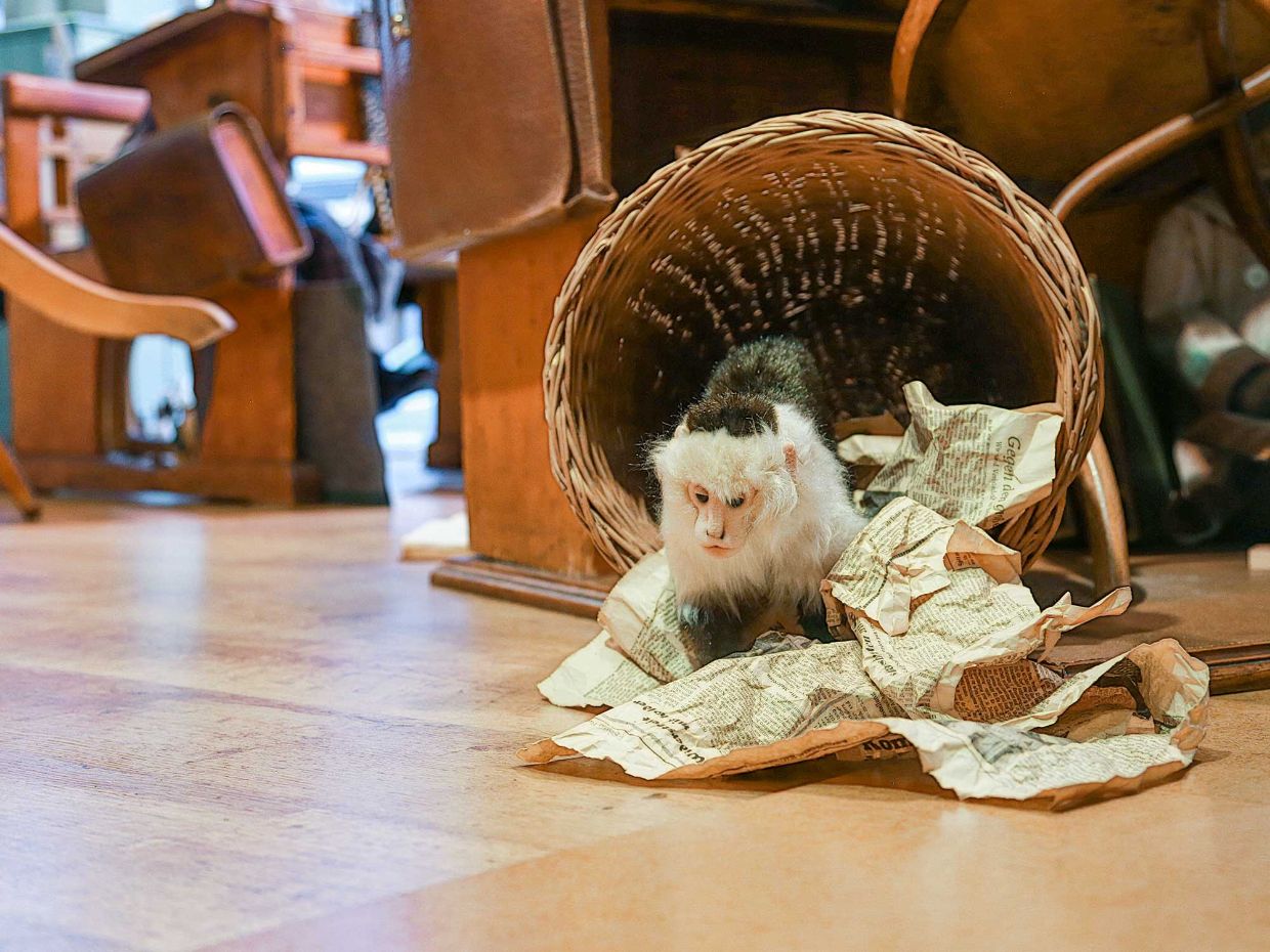 Display windows - Monkeys at school