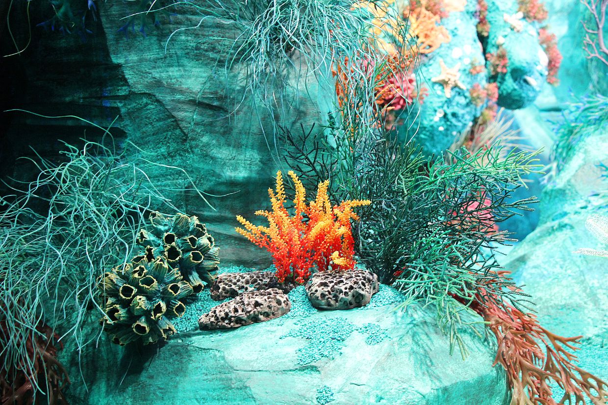 Display windows - Underwater world
